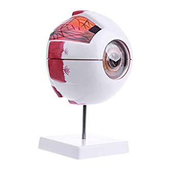 Human Eye Demonstration Model Prices, Manufacturers and Supplier In India